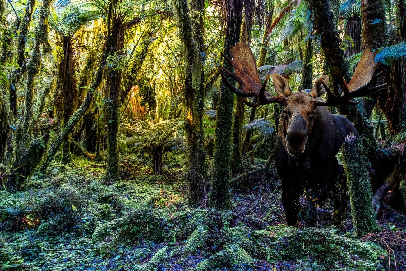Fiordland Moose discovered!! – 1964 Mountain Culture Journal